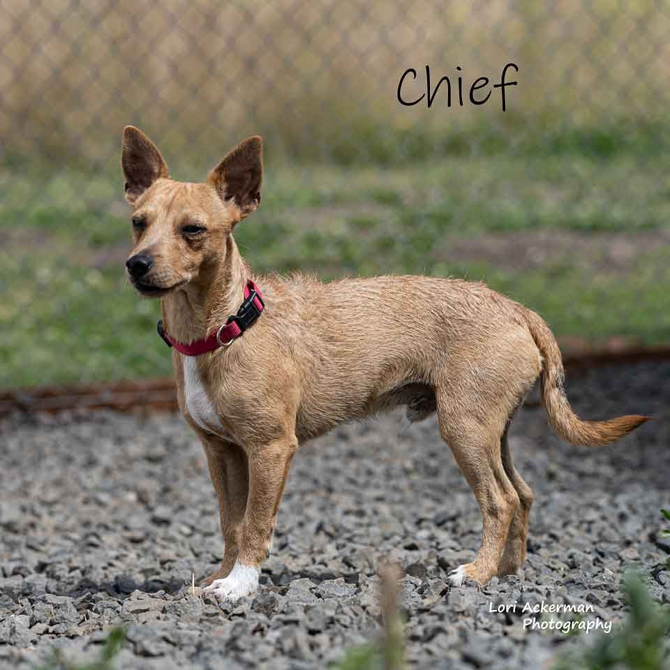 Chief | Newberg Animal Shelter