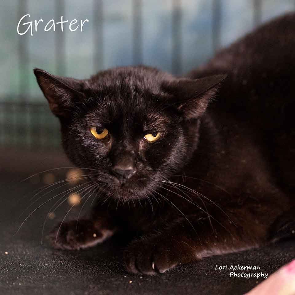 Grater (BARN CAT) | Newberg Animal Shelter