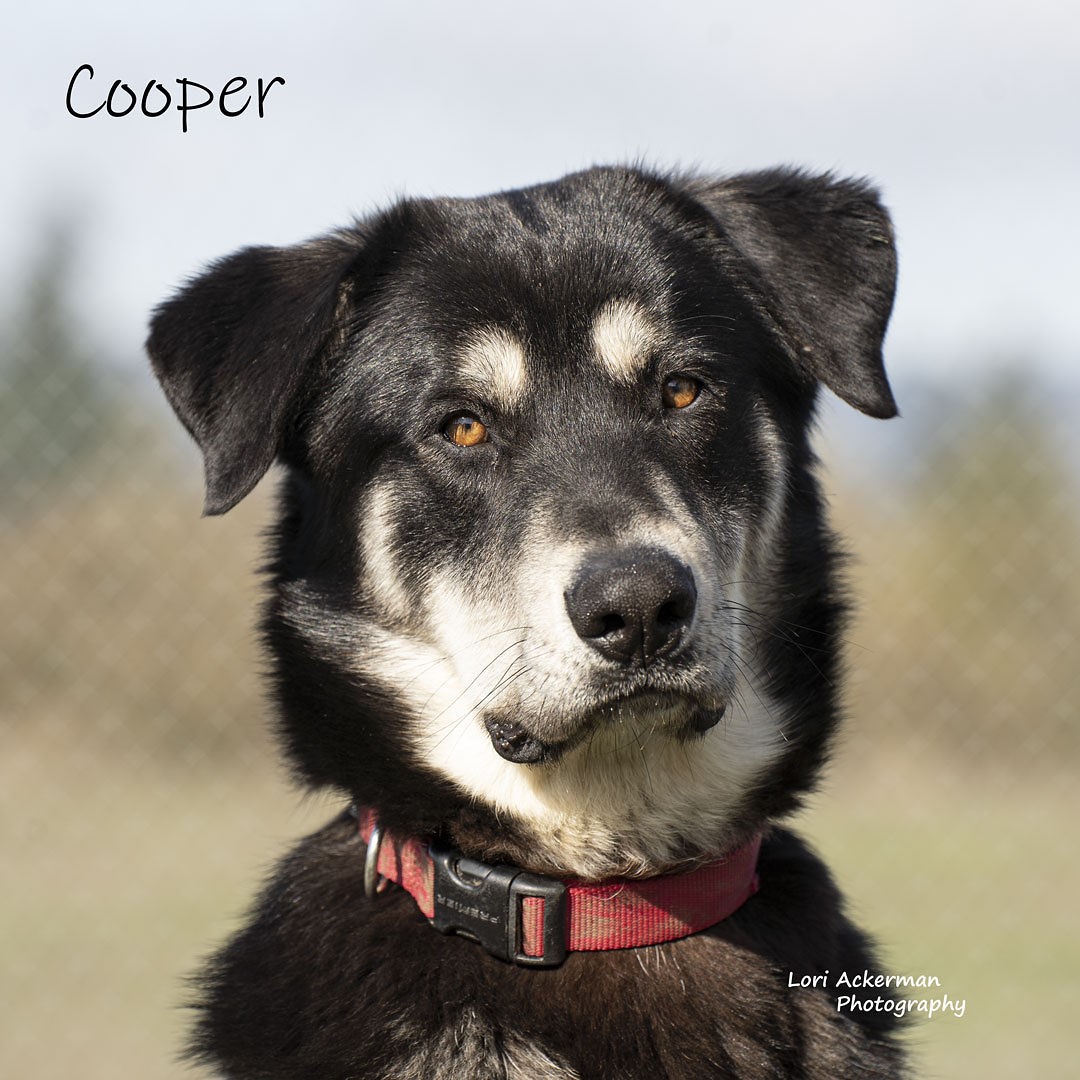 Cooper | Newberg Animal Shelter