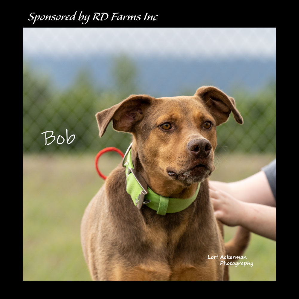 Bob | Newberg Animal Shelter