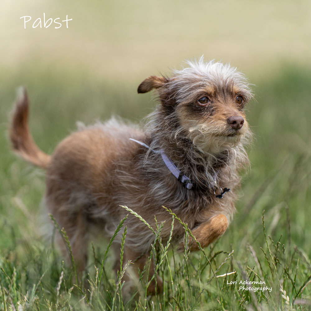 Pabst | Newberg Animal Shelter