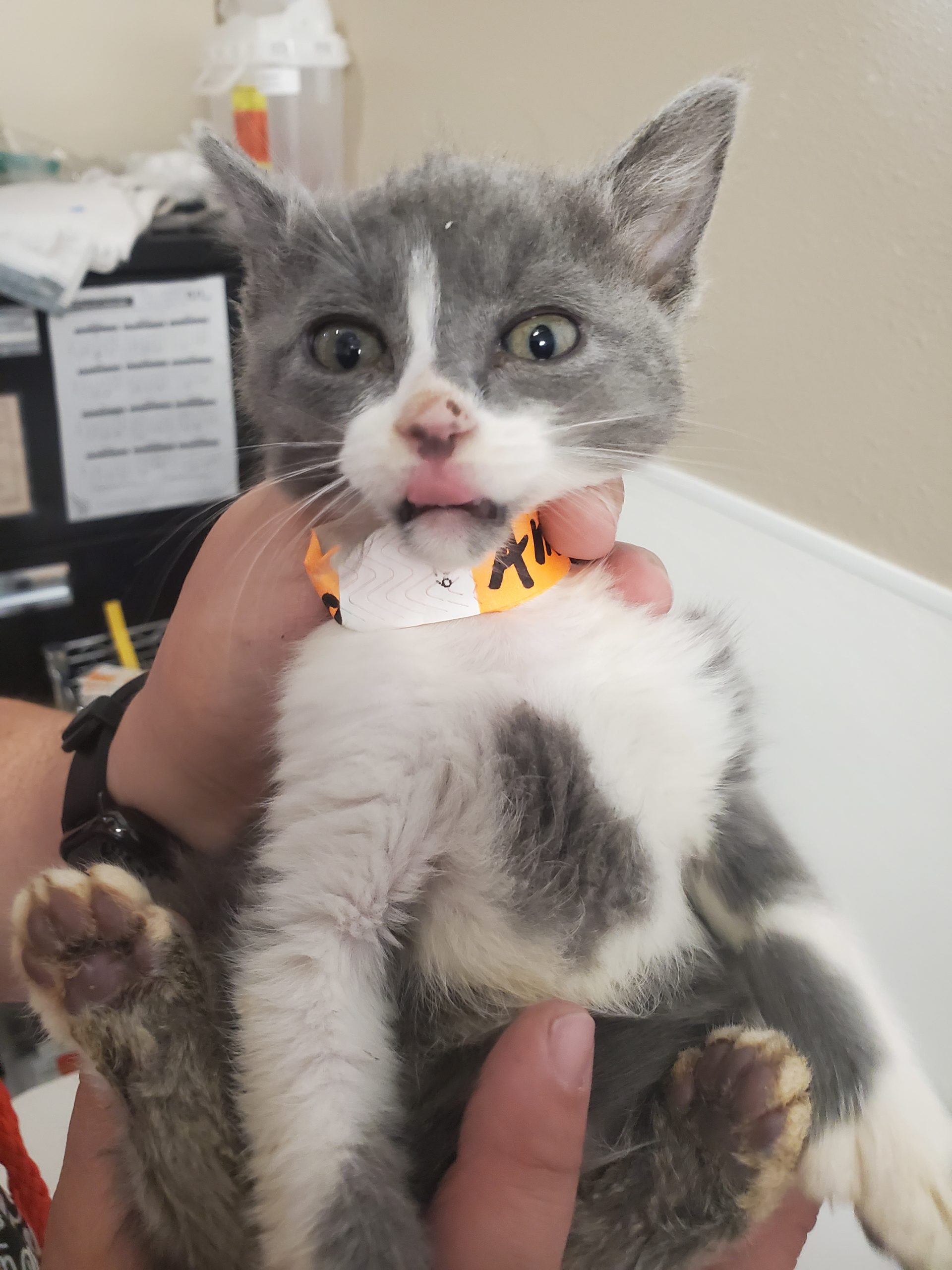 American Samoa @ Tigard Petsmart | Newberg Animal Shelter