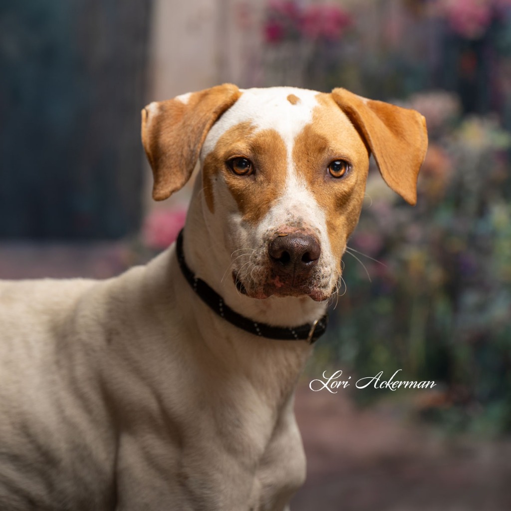 Romeo - Sponsored by the Litke Family | Newberg Animal Shelter