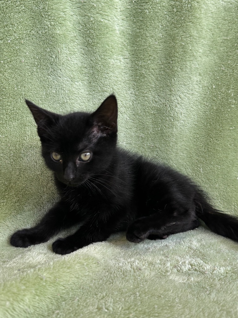 Kieran Culkin @PetSmart Walker Rd | Newberg Animal Shelter