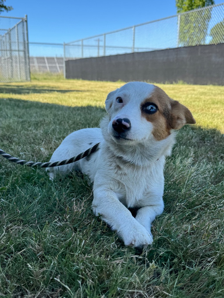 Pua | Newberg Animal Shelter