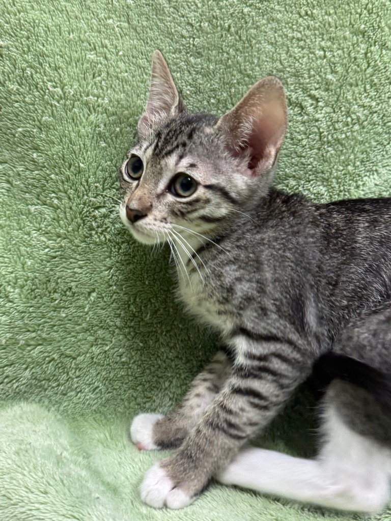 Splosh @PetSmart Tualatin | Newberg Animal Shelter