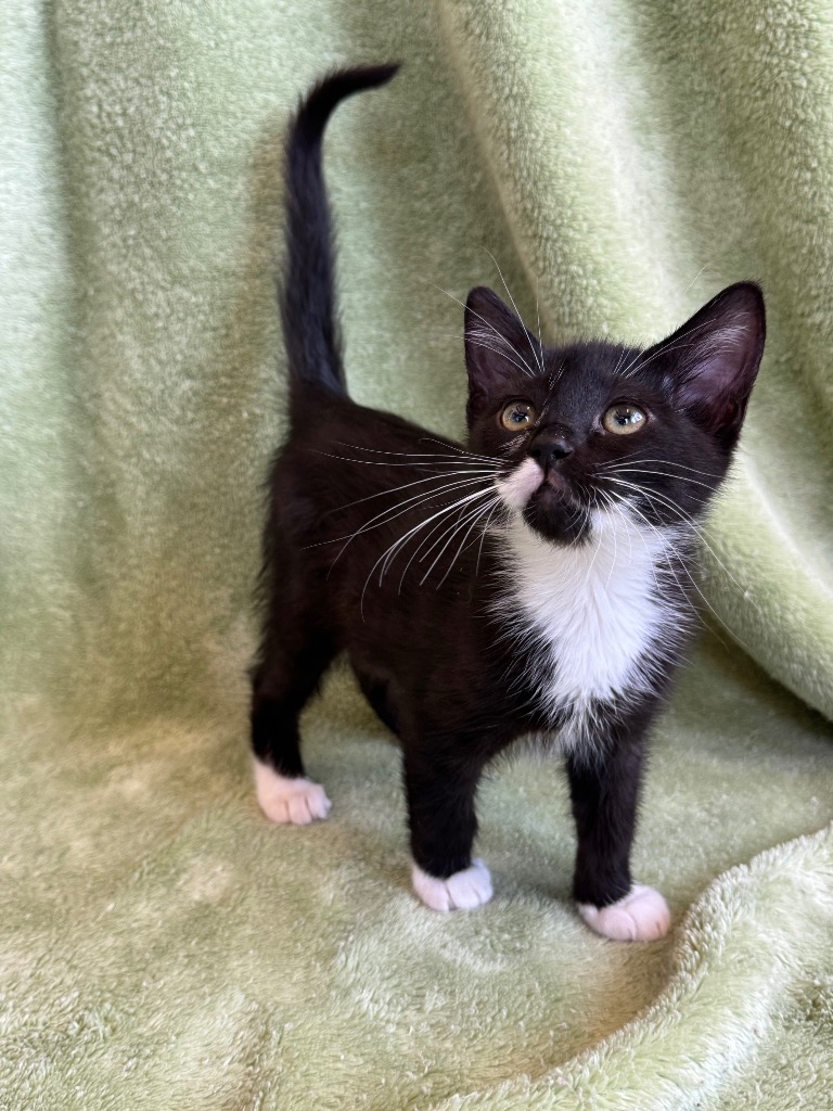 Cindy | Newberg Animal Shelter