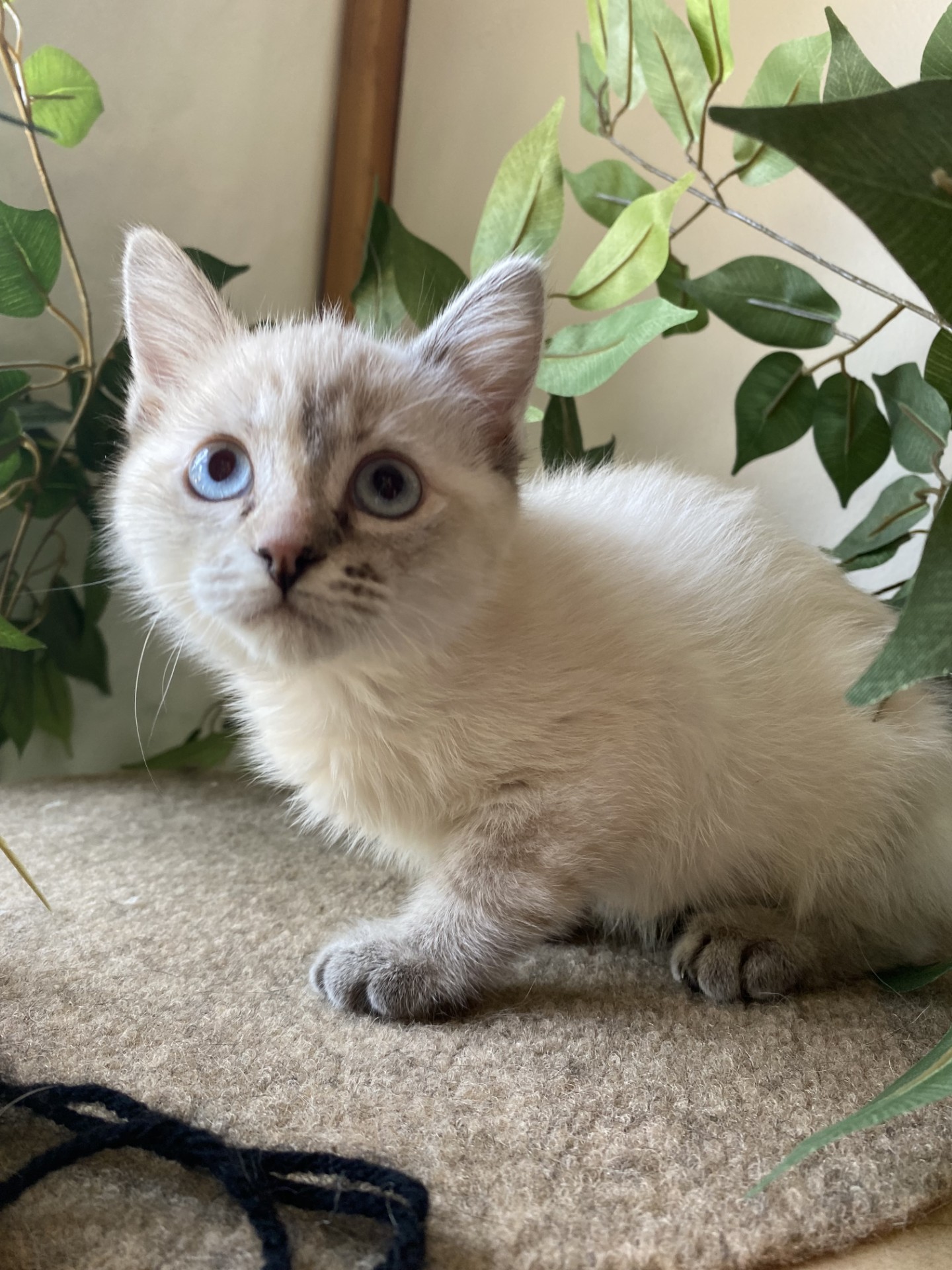 Sprout | Newberg Animal Shelter