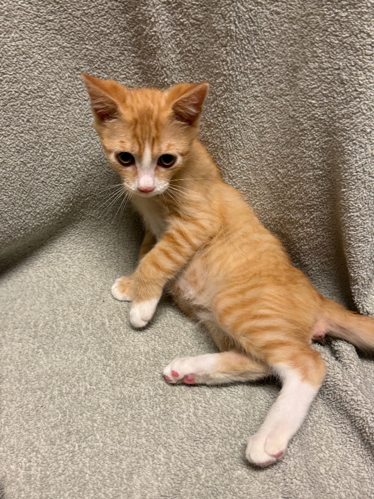 Zurek | Newberg Animal Shelter