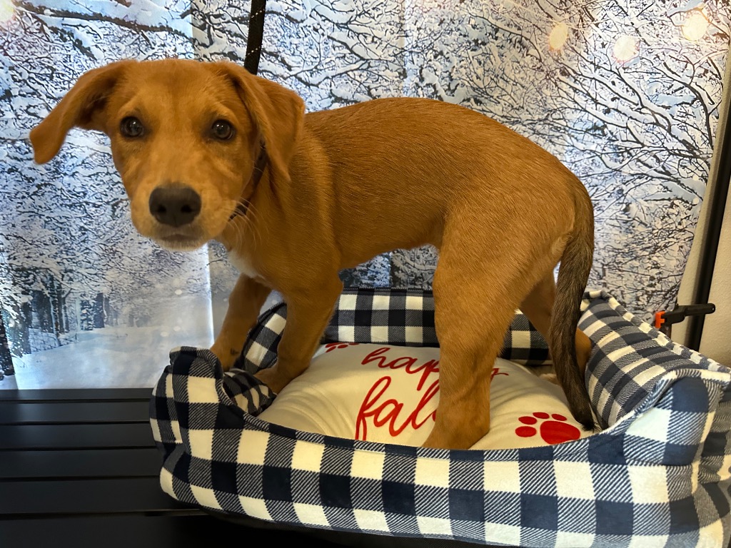 Avery - Sponsored by Julie Wood | Newberg Animal Shelter