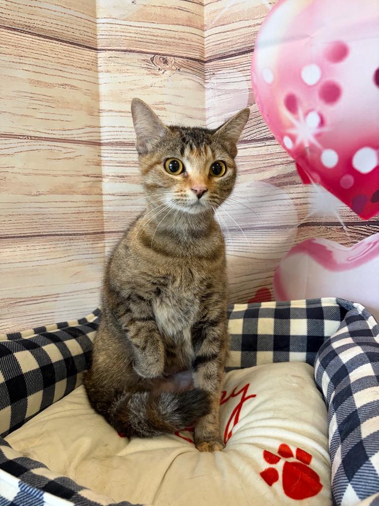 Bella - Sponsored by Danette Rozell | Newberg Animal Shelter