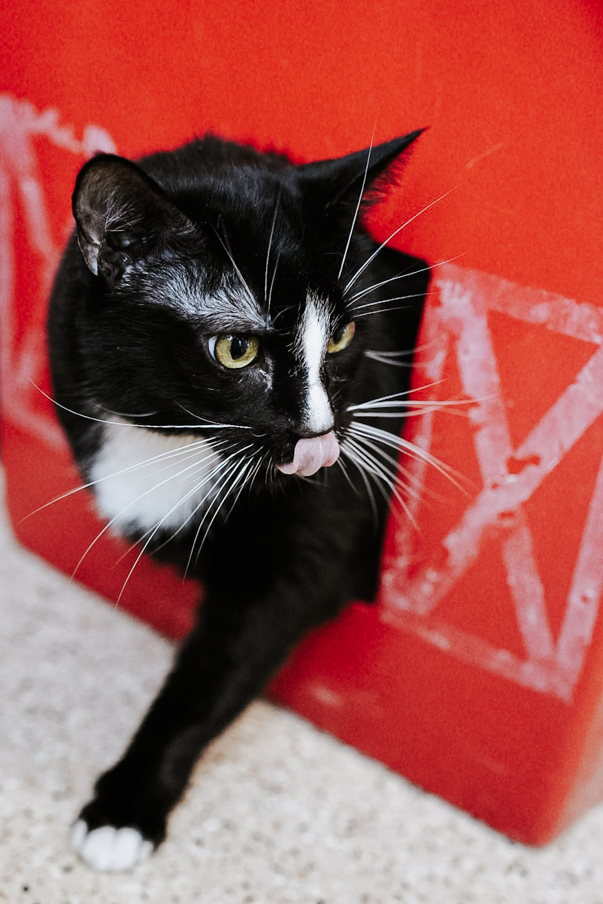 Kubo - Sponsored by Craig & Gale Nies | Newberg Animal Shelter