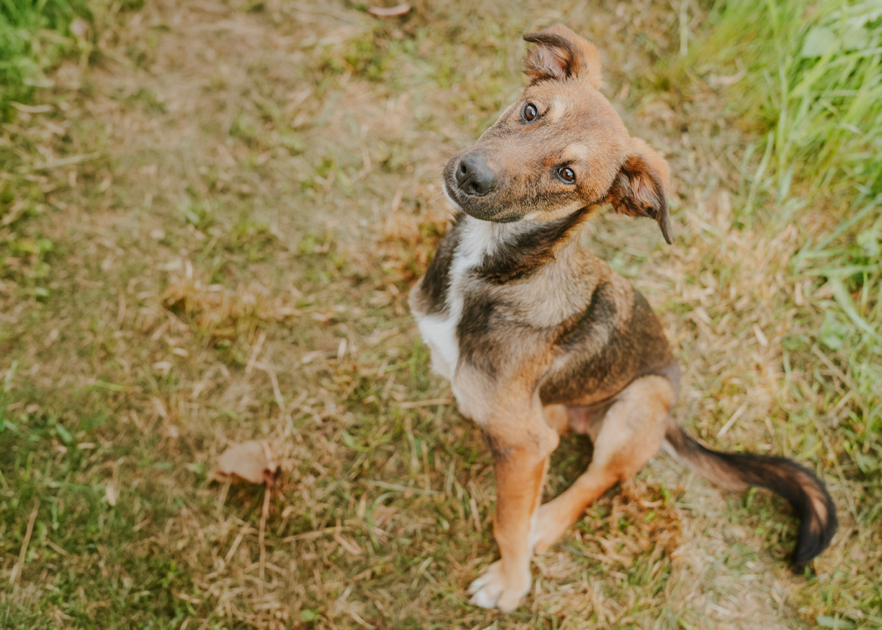 Jason | Newberg Animal Shelter